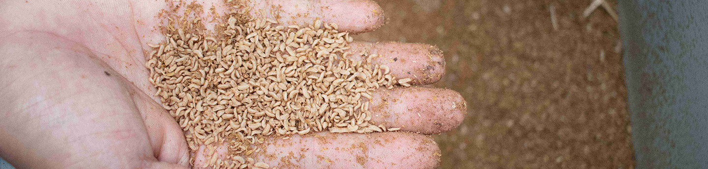 Solar Dryer for Rice Grain | Solutions Catalog Kopernik