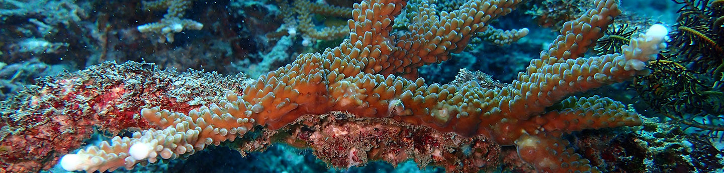 Evaporative Desalination System | Solutions Catalog Kopernik