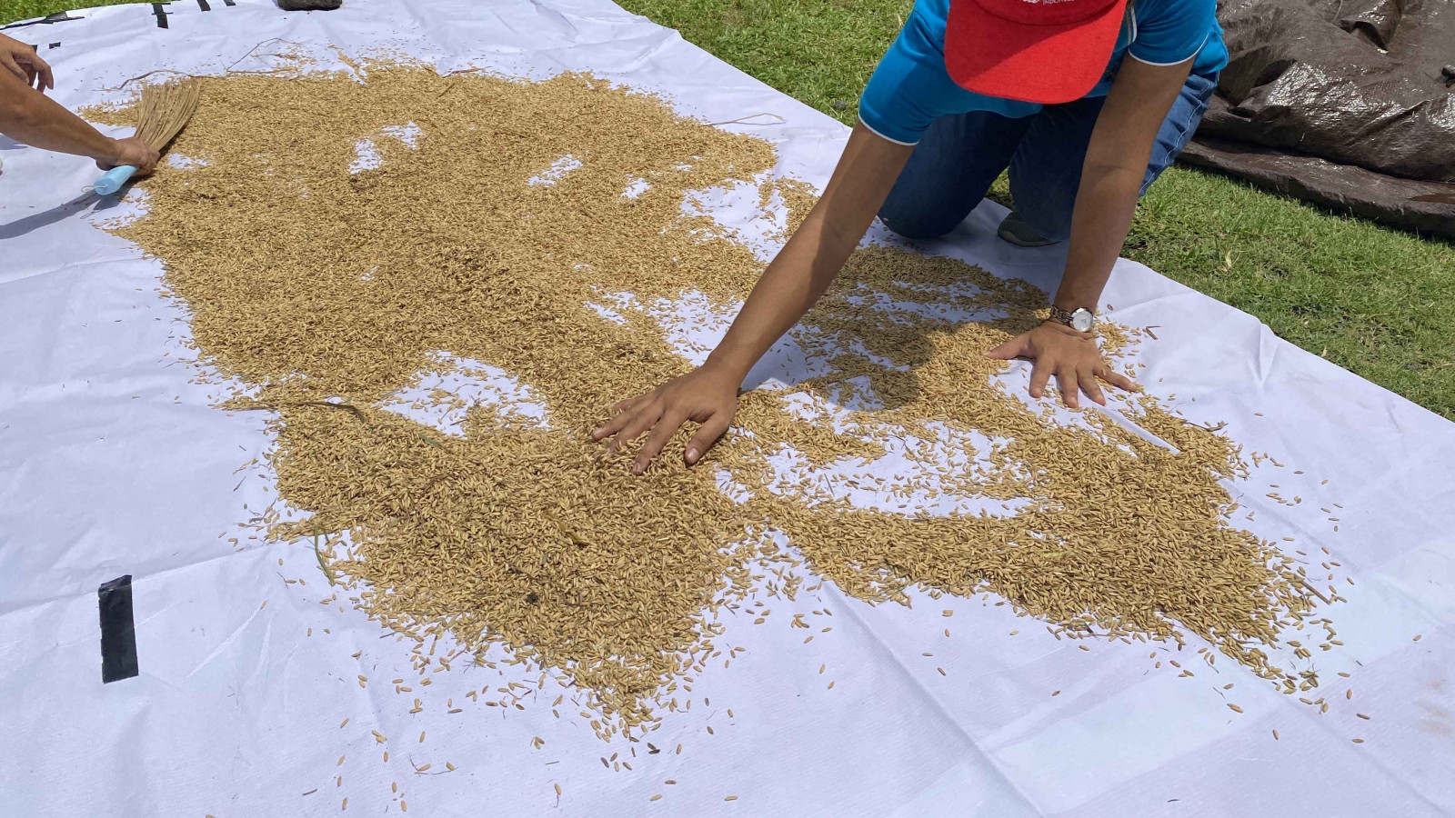 Solar Dryer for Rice Grain | Solutions Catalog Kopernik