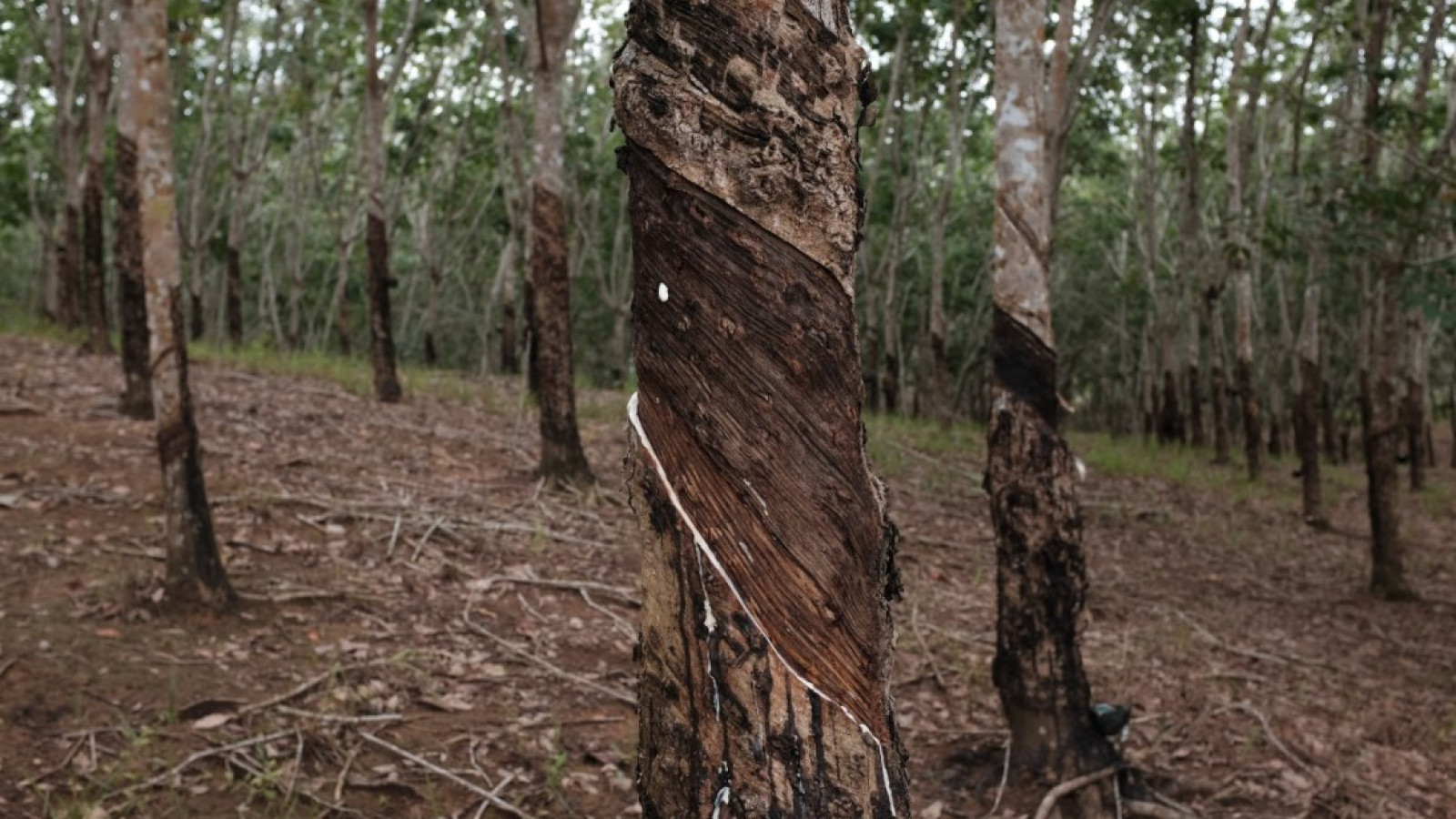 Gas Detection Sensor for Forest Fire Monitoring | Solutions Catalog ...