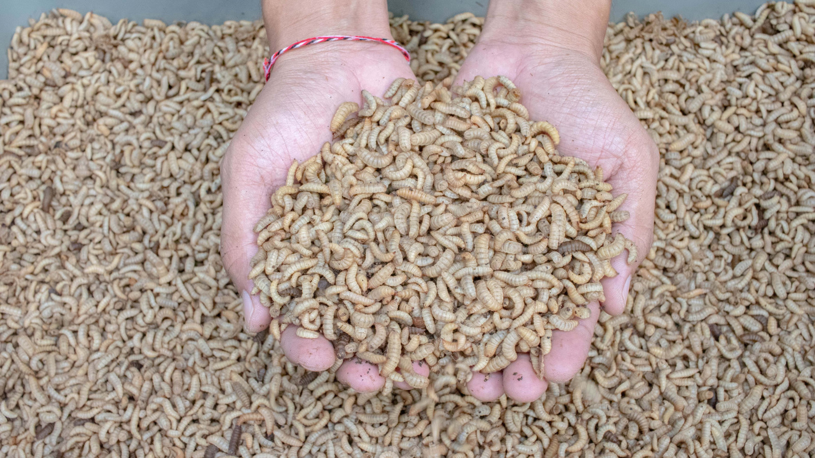 Solar Dryer for Rice Grain | Solutions Catalog Kopernik