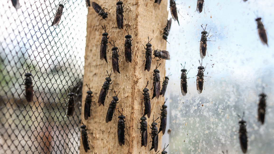 Black Soldier Fly Larvae-based Animal Feed | Solutions Catalog Kopernik