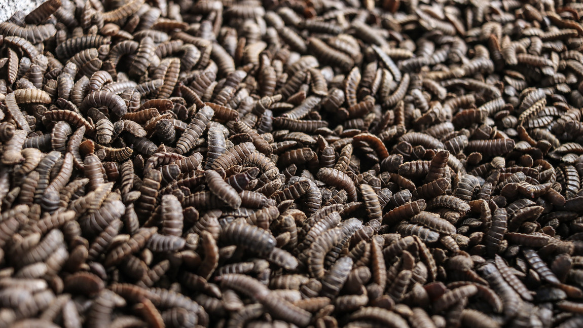 Black Soldier Fly Larvae-based Animal Feed | Solutions Catalog Kopernik
